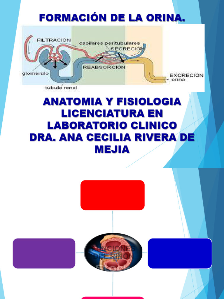 Formacion de La Orina | PDF