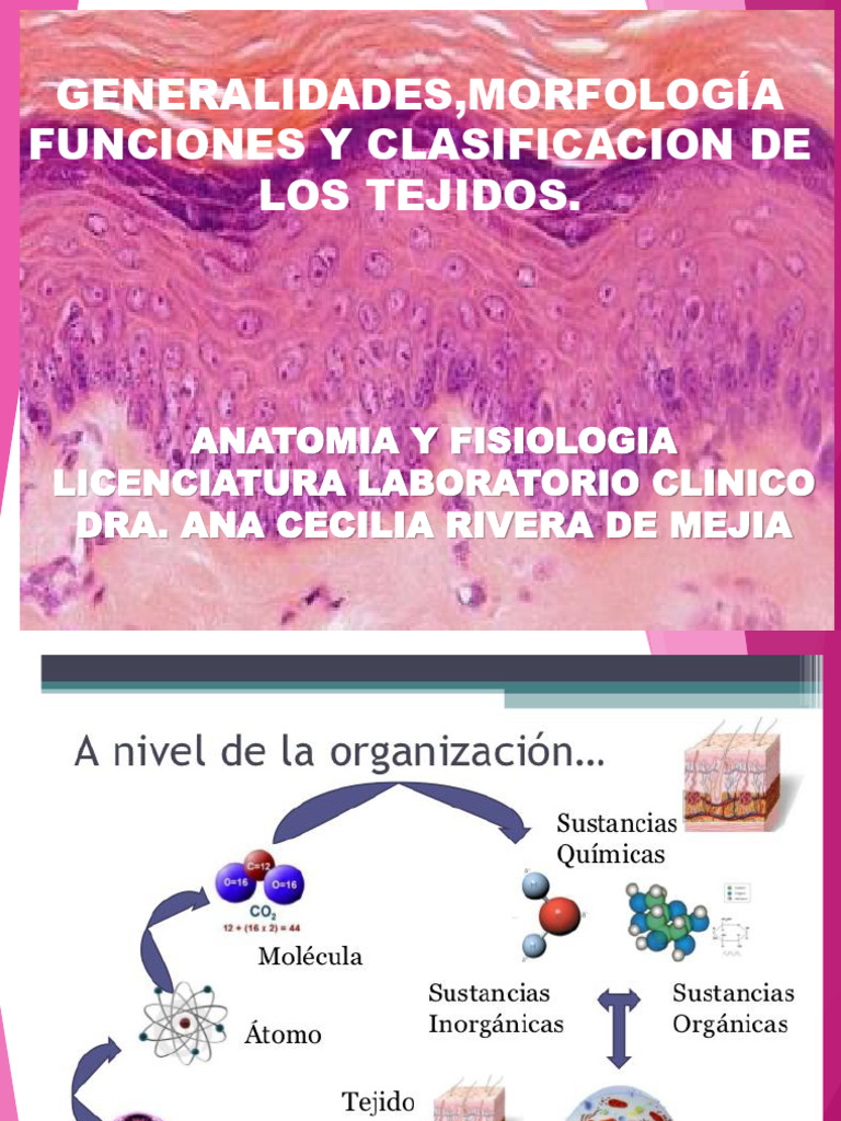 Generalidades de Los Tejidos | PDF