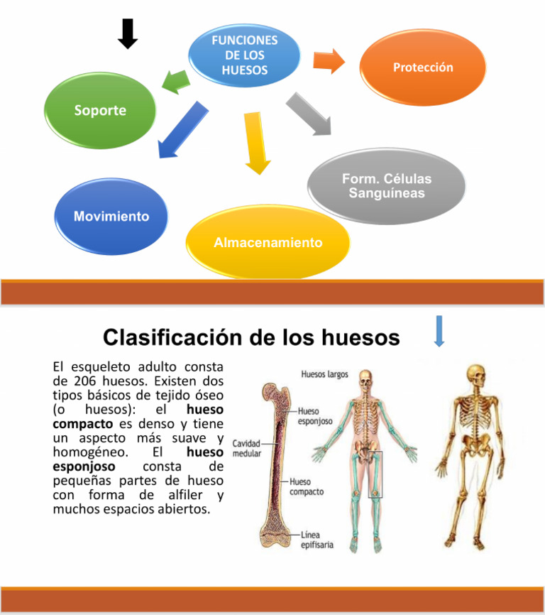 Clasificacion de Huesos | PDF