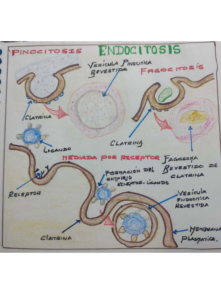Endocitosis | PDF