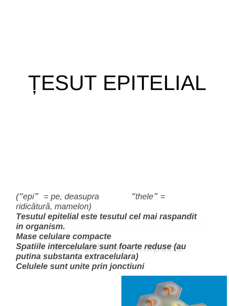Curs Tesut Epitelial | PDF