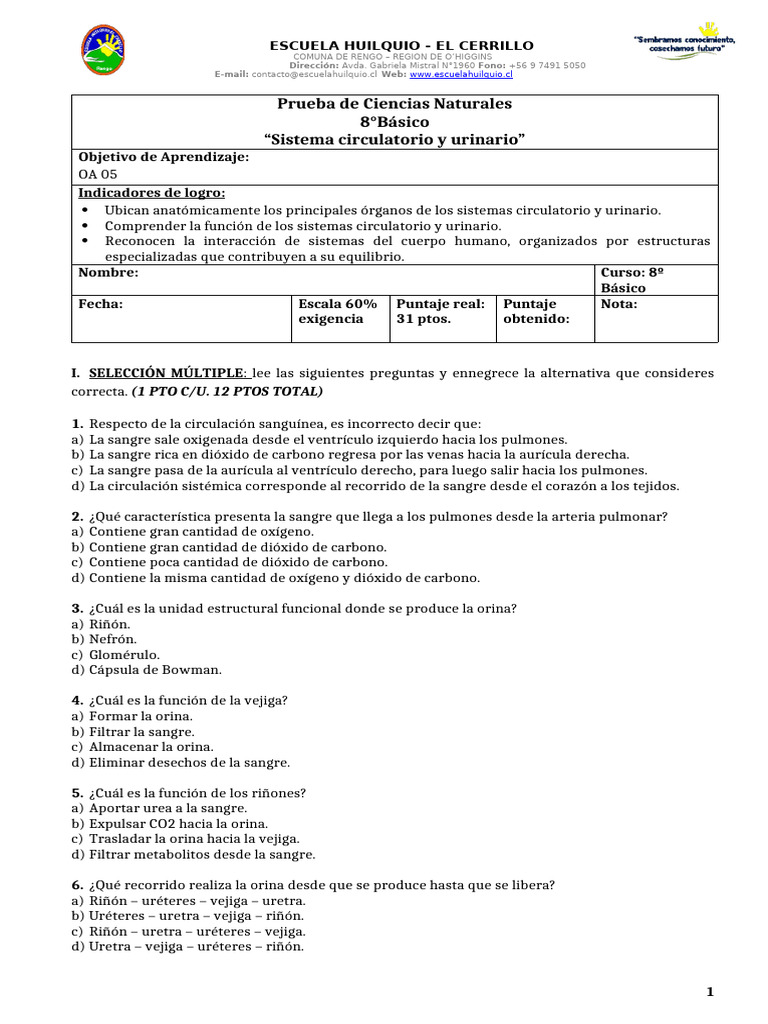 PRUEBA Cs. NATURALES 8º - SISTEMA CIRCULATORIO Y URINARIO - 2024 | PDF