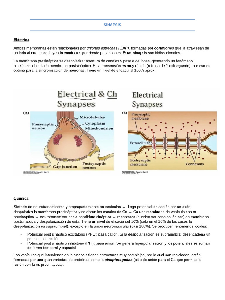 SINAPSIS Emi | PDF | Signal Transduction | Science & Mathematics