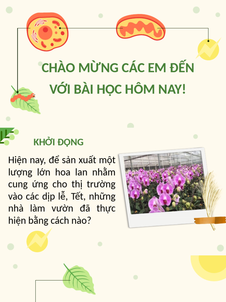 KHBD - SGK - SH11 - Bai - 24 - V2 - KIM THOA | PDF