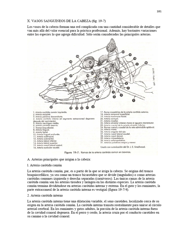 Anatomia 2 | PDF