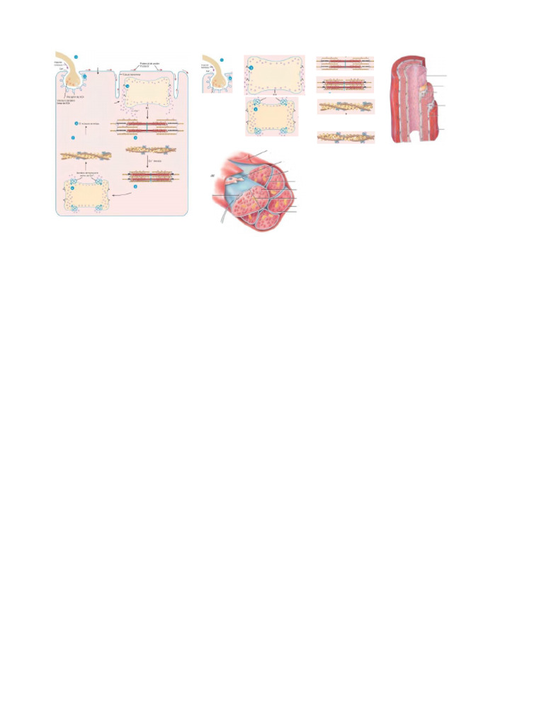 Anato - Mscs y Vasos | PDF