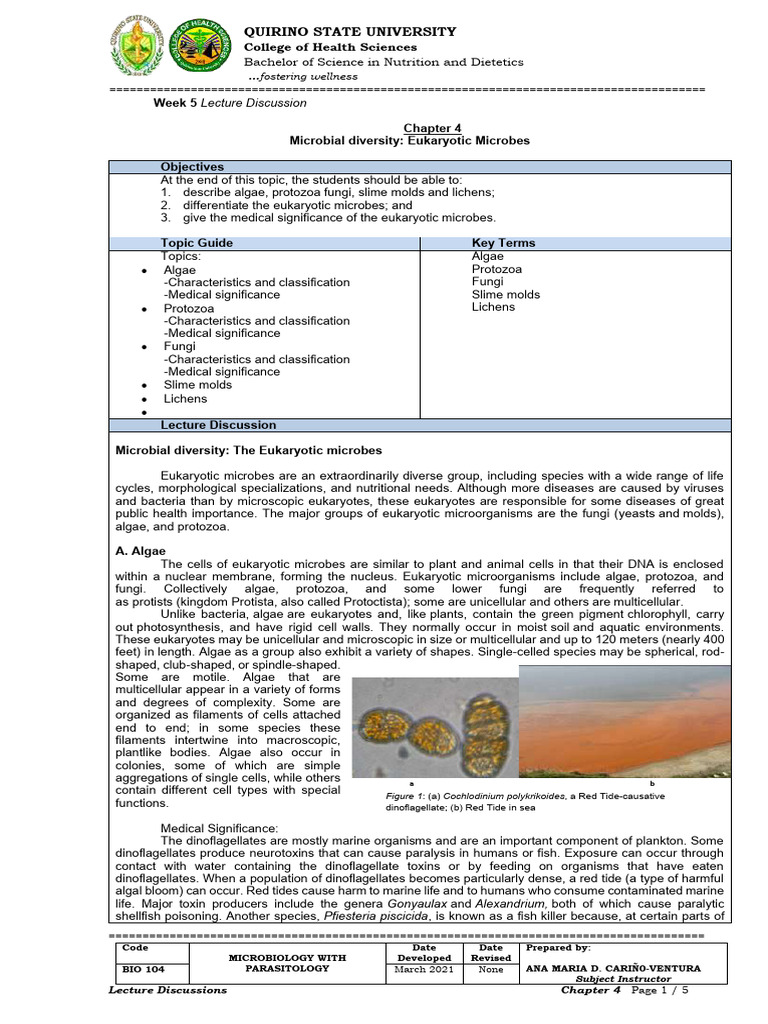 Lecture Microbial Diversity The Eukaryotic Microbes Chapter 4 | PDF | Microorganism | Protozoa