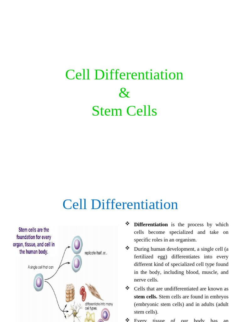 Cell Diff and Stem Cells | PDF