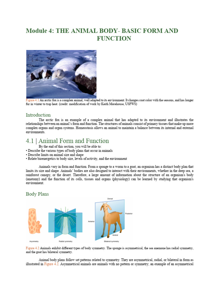 Module 4 - The Animal Body (Basic Form and Function) | PDF