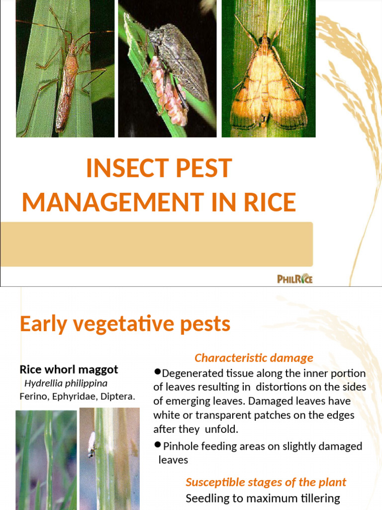 Rice Insect Pest Management Guide | PDF | Rice | Science & Mathematics