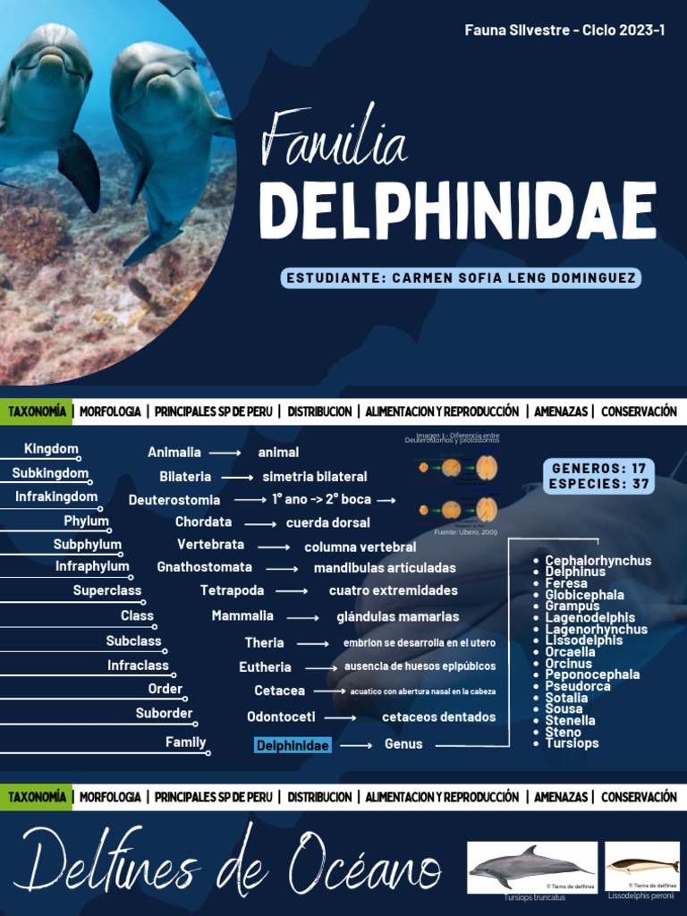 Delphinidae - Leng Dominguez | PDF
