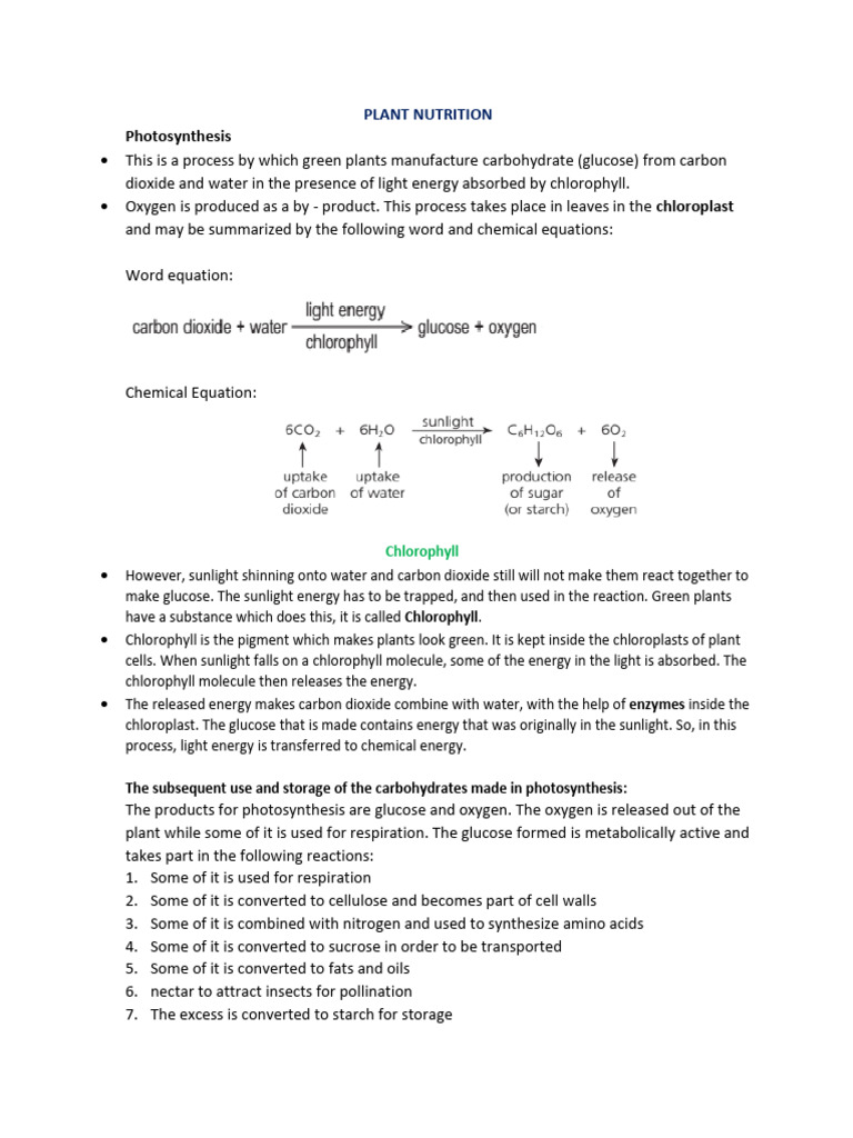 Plant Nutrition Igcse 2023 - 2025 | PDF | Leaf | Home & Garden