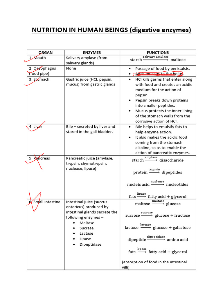 DIGESTION CHART | PDF