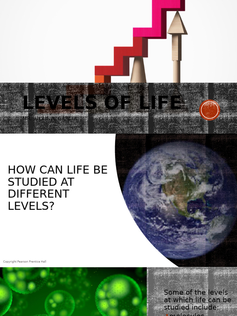 Levels of Organization - 1stQ | PDF