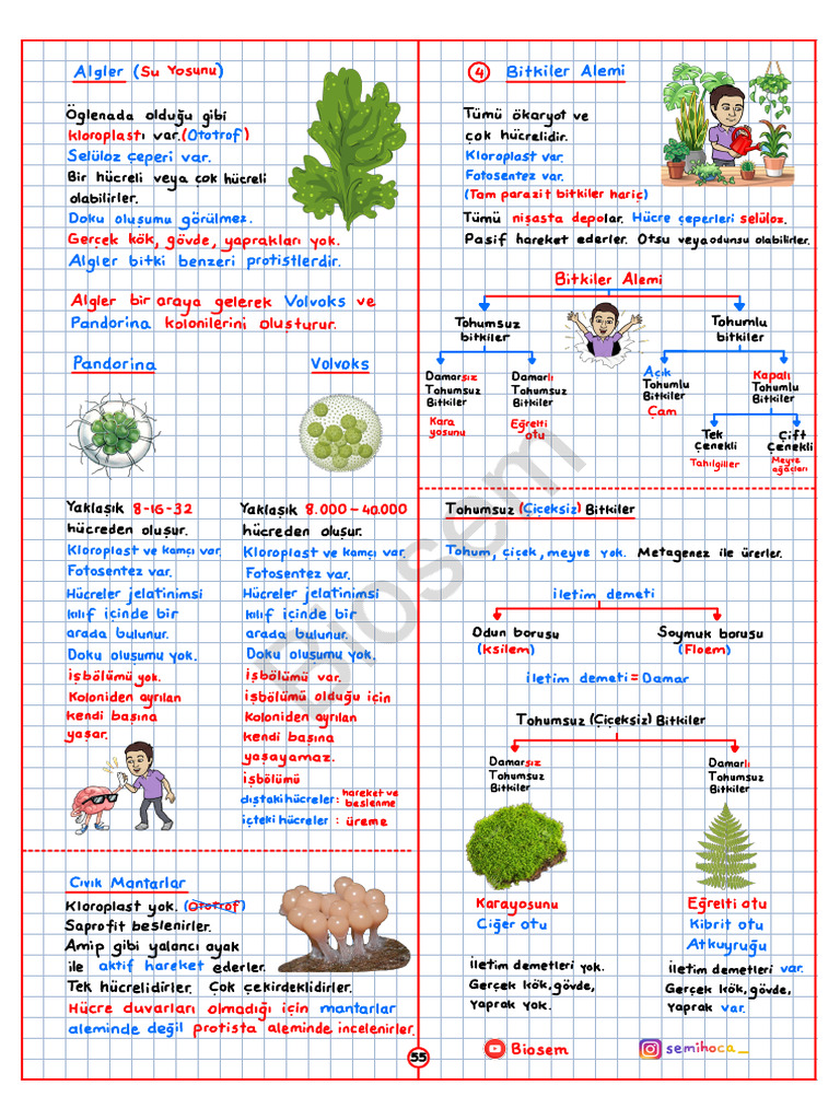Sınıflandırma - Bitkiler Alemi Biosem | PDF
