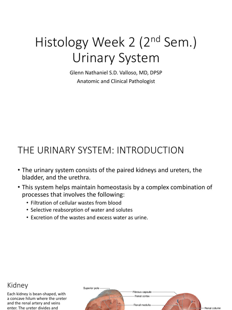 Histo Urinary System | PDF