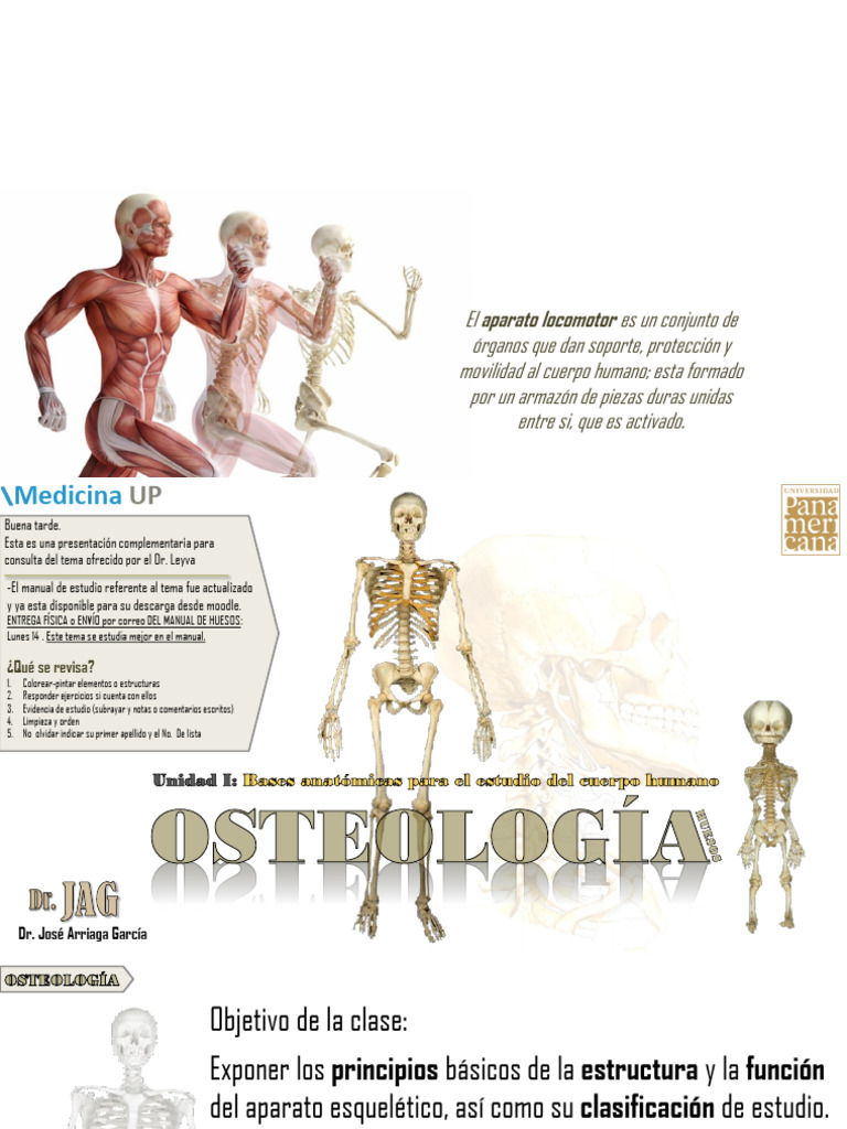 Osteología y Huesos | PDF | Hueso | Esqueleto
