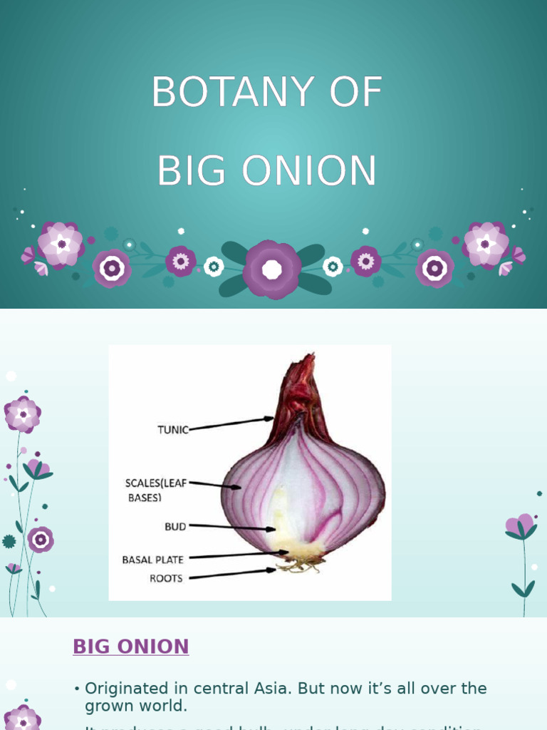 Botany of Big Onion | PDF