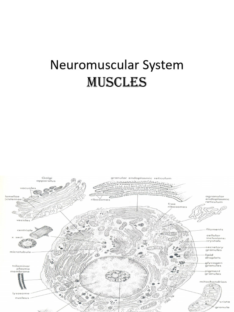 Muscular System | PDF
