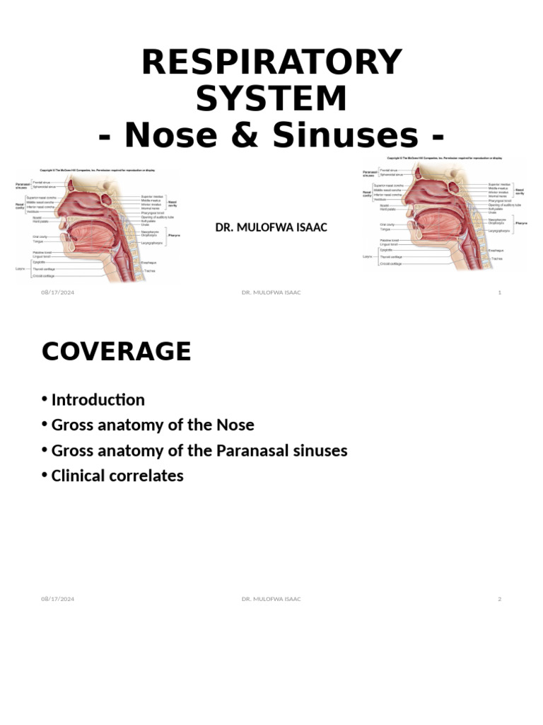 Gross Anatomy of Respiratory System Part i | PDF