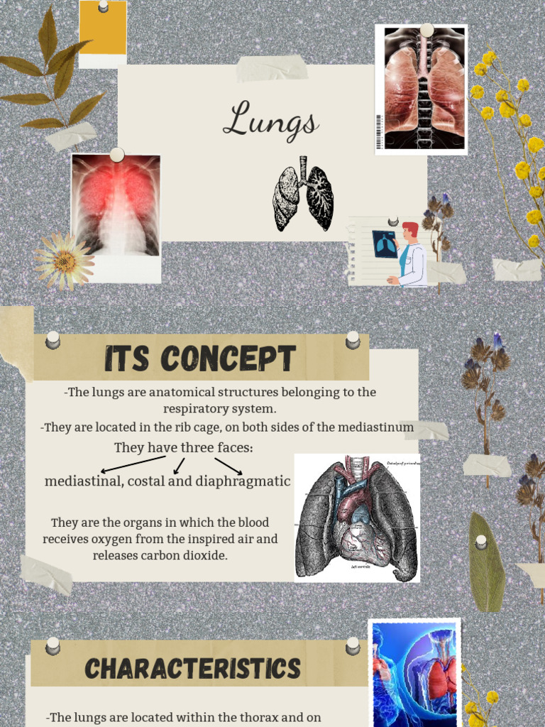 Partes Del Pulmón y Sus Funciones. | PDF