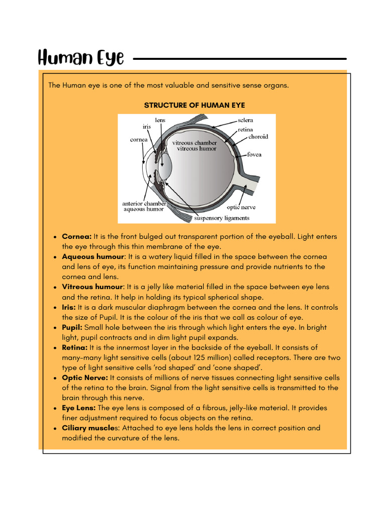 Chapter - 11 Human Eye - Notes | PDF