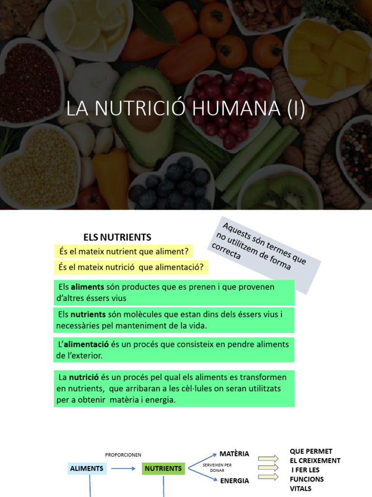 Apunts La Nutricio Humana I2 | PDF