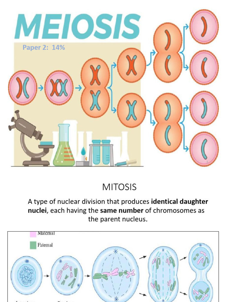2 Meiosis 2024 Pdf