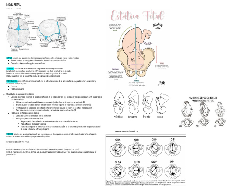 Fetal Position and Presentation Guide | PDF