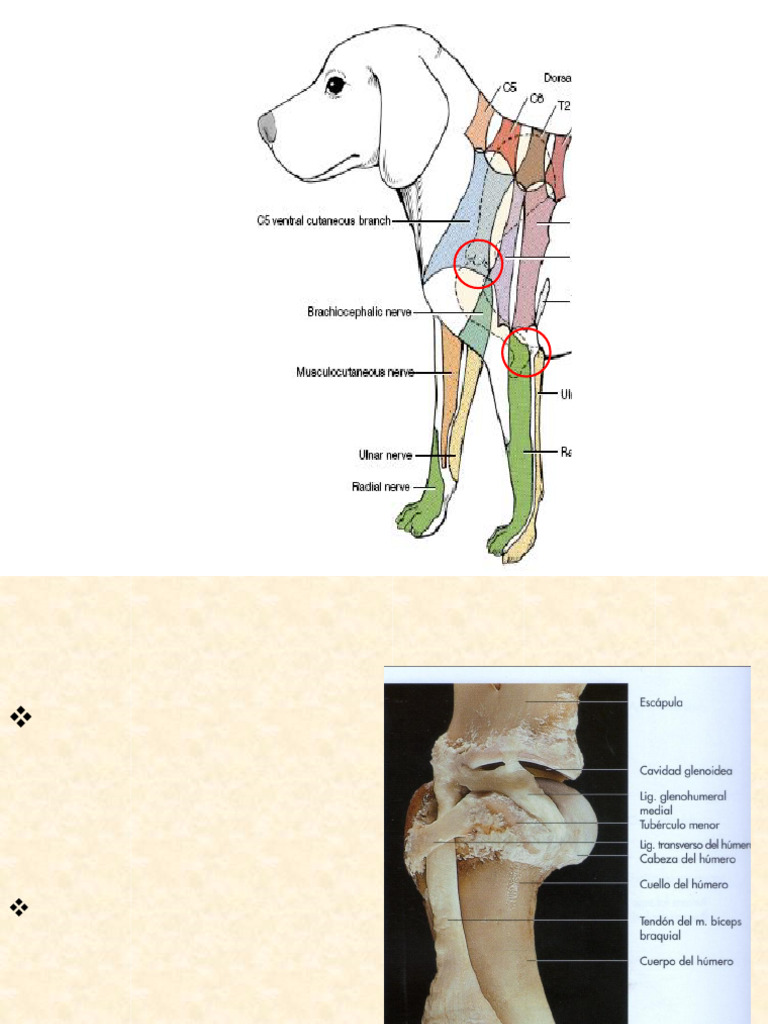 Articulaciones de Miembro Torasico | PDF | Articulación | Arte