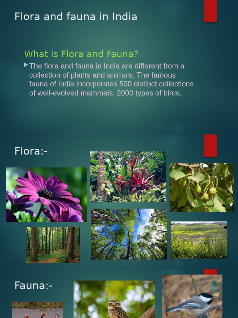 Geography Presentation | PDF