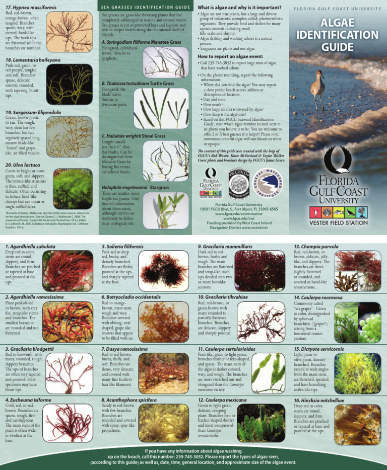 FGCU Algae Identification Guide | PDF