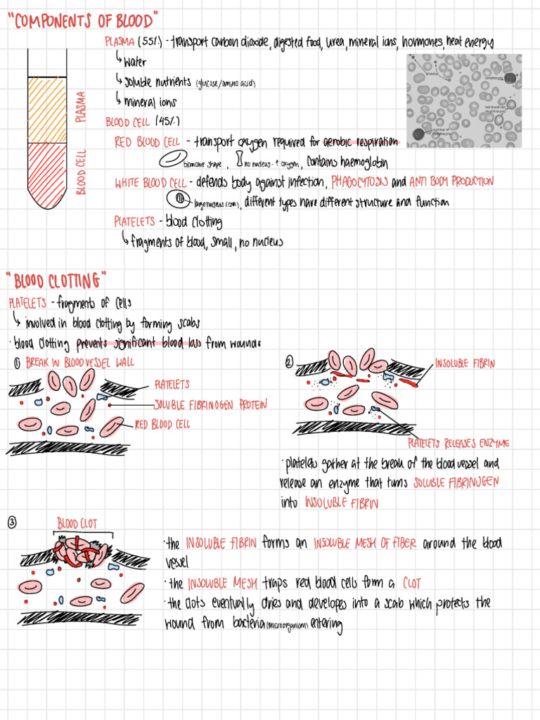 IGCSE Biology-Components of The Blood | PDF