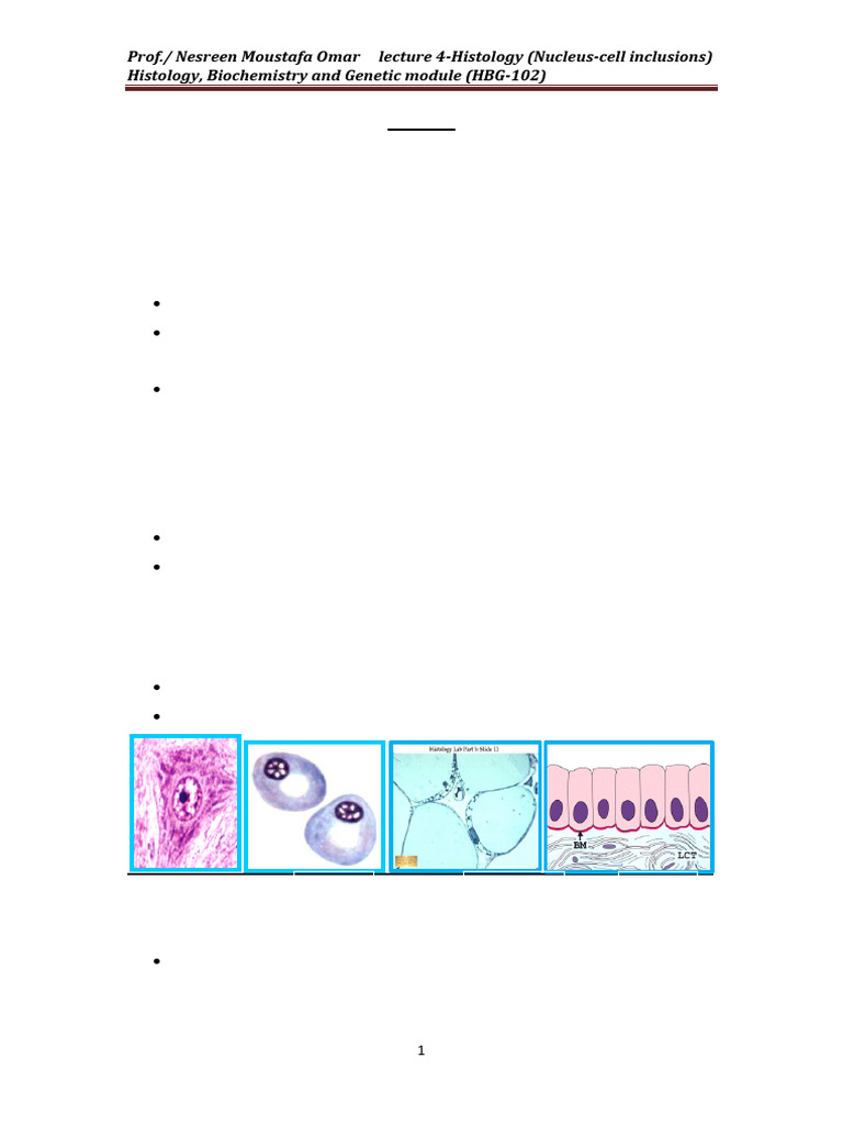 Notes Lecture (4) - Cell Structure (4) Cell Inclusions - Nucleus | PDF