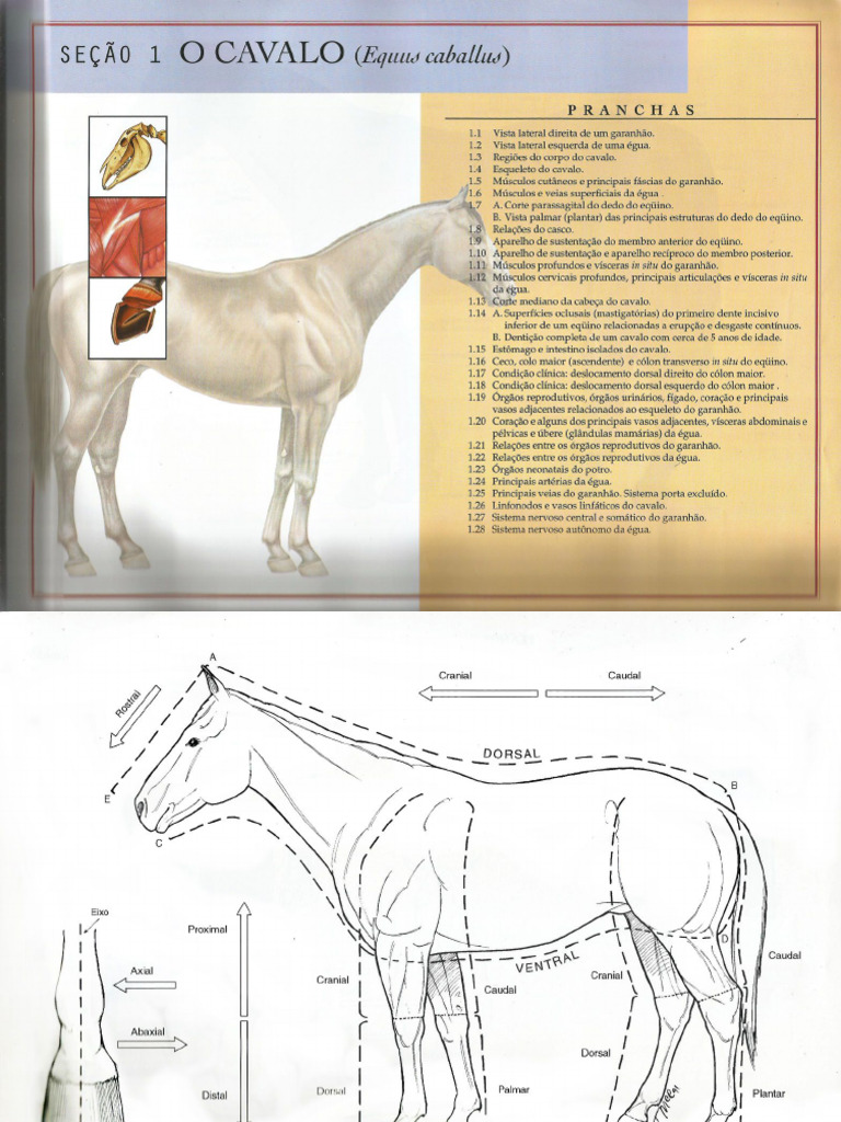 3 Equinocultura - Equus Caballus | PDF