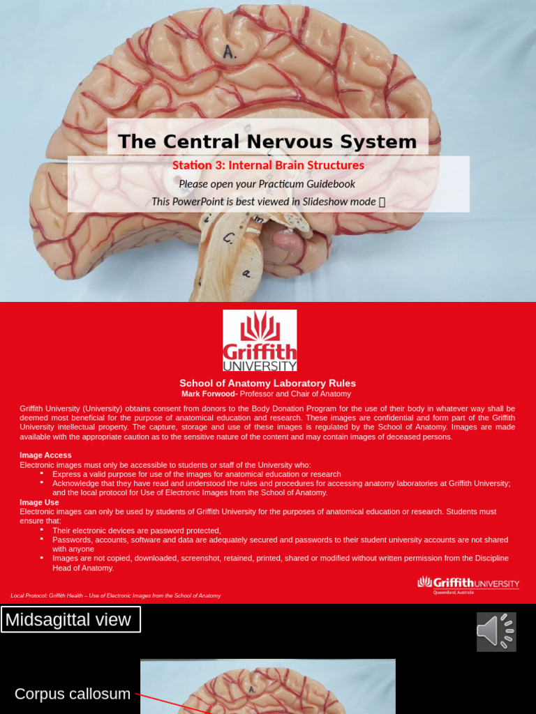 Internal Brain Structures Overview | PDF | Brain | Neuroscience