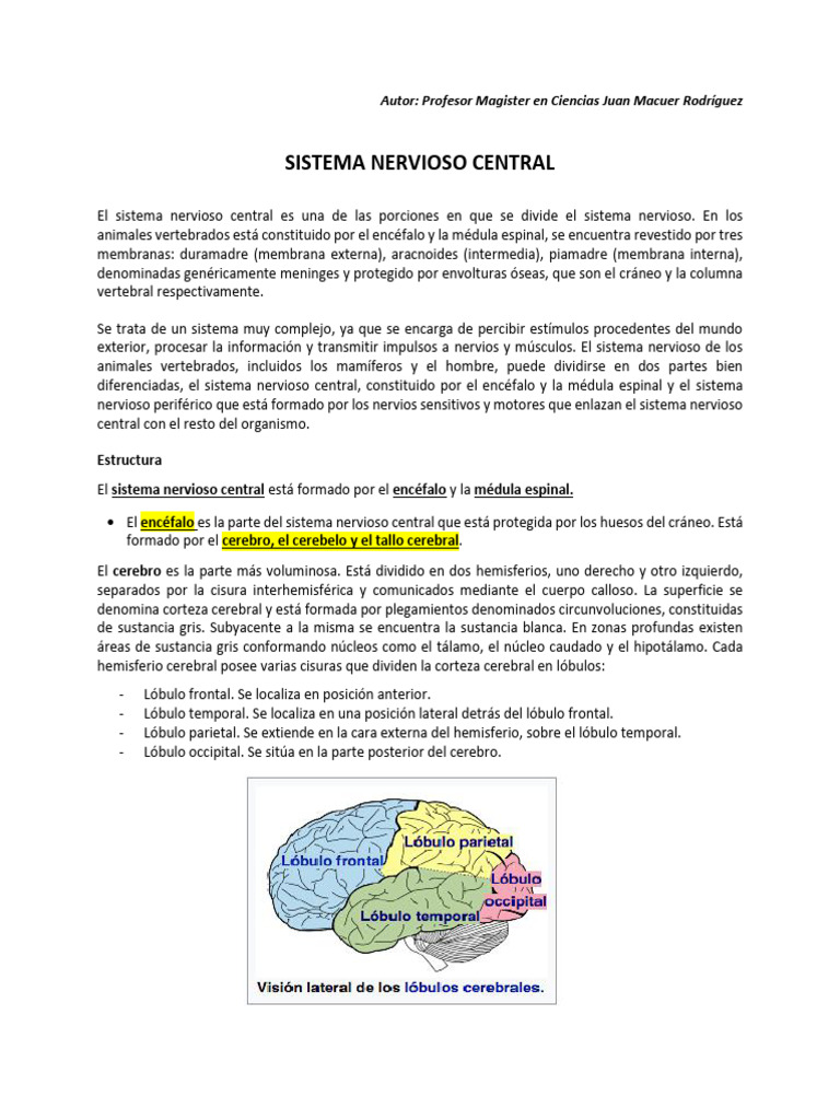Guia Anatomia SNC y SNP | PDF | Sistema nervioso central | Estudios de ...