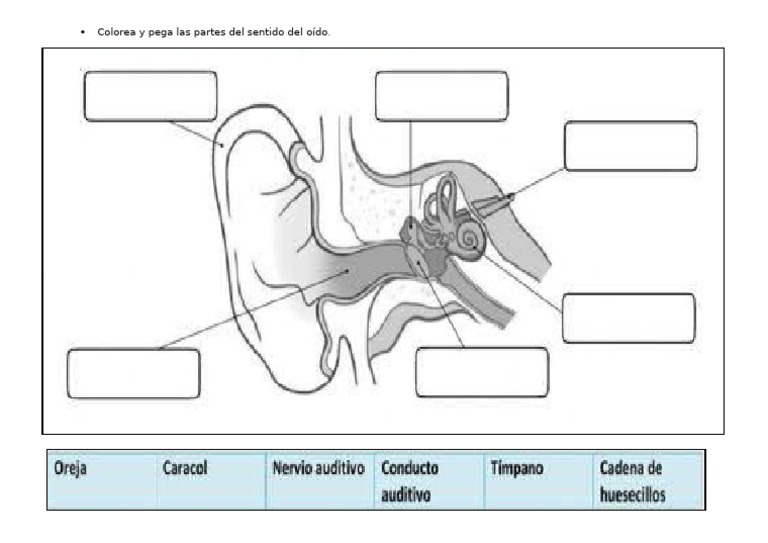 Colorea y Pega Las Partes Del Sentido Del Oído | PDF