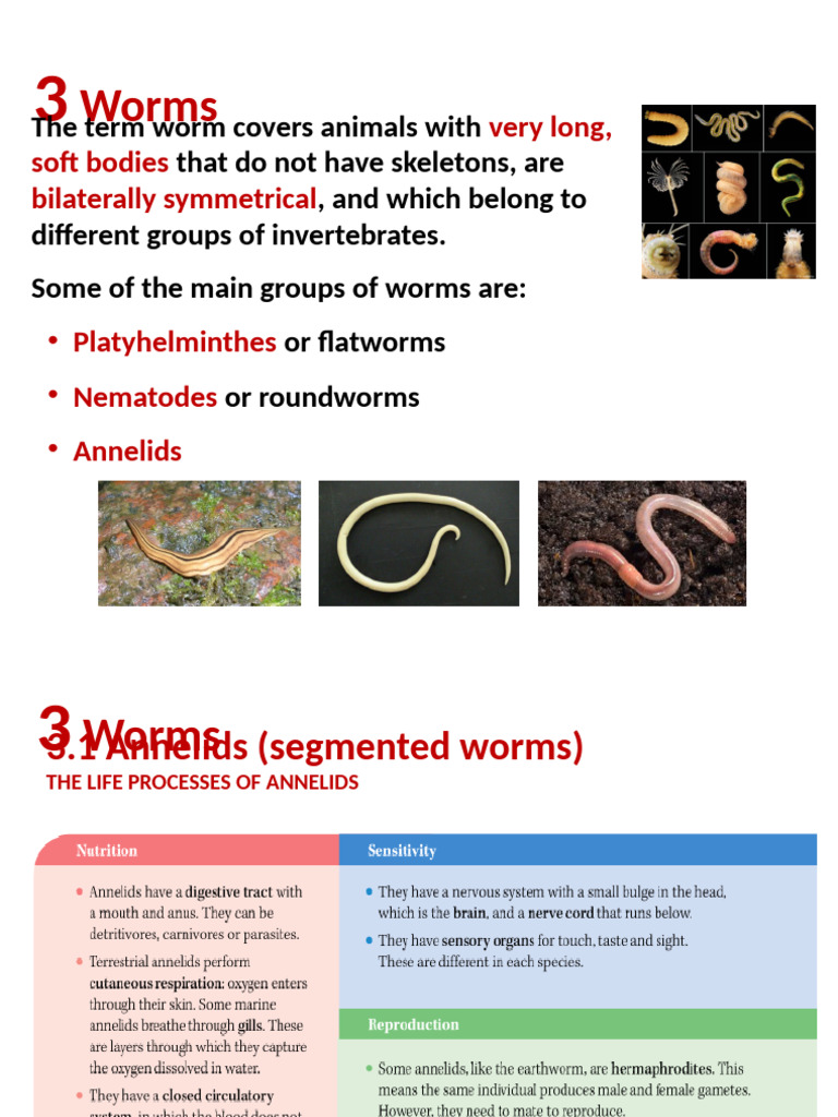 Worms Presentationss | PDF