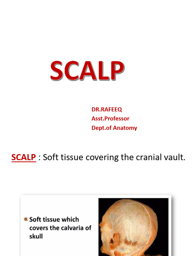Scalp New Notes | PDF