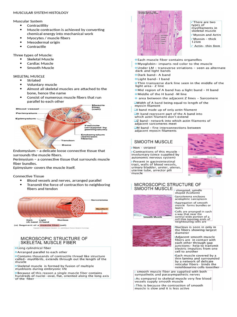 Muscular System Histology | PDF