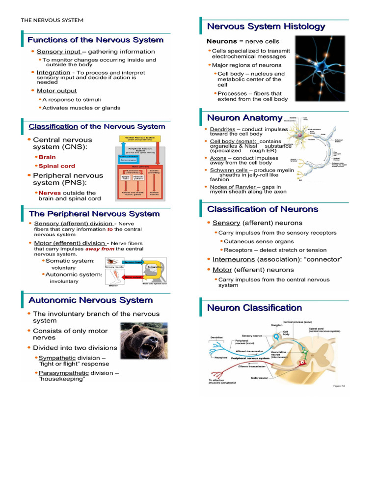 The Nervous System Reviewer | PDF
