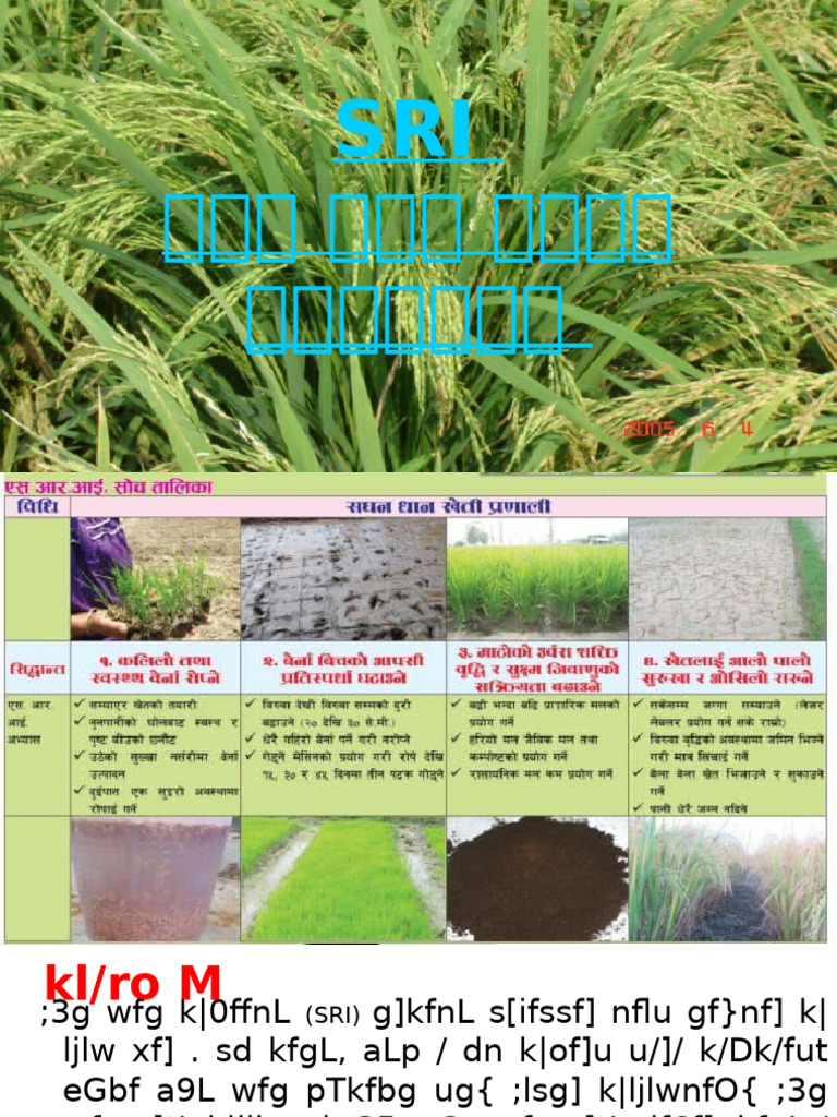 SRI Rice Cultivation Techniques | PDF | Science & Mathematics