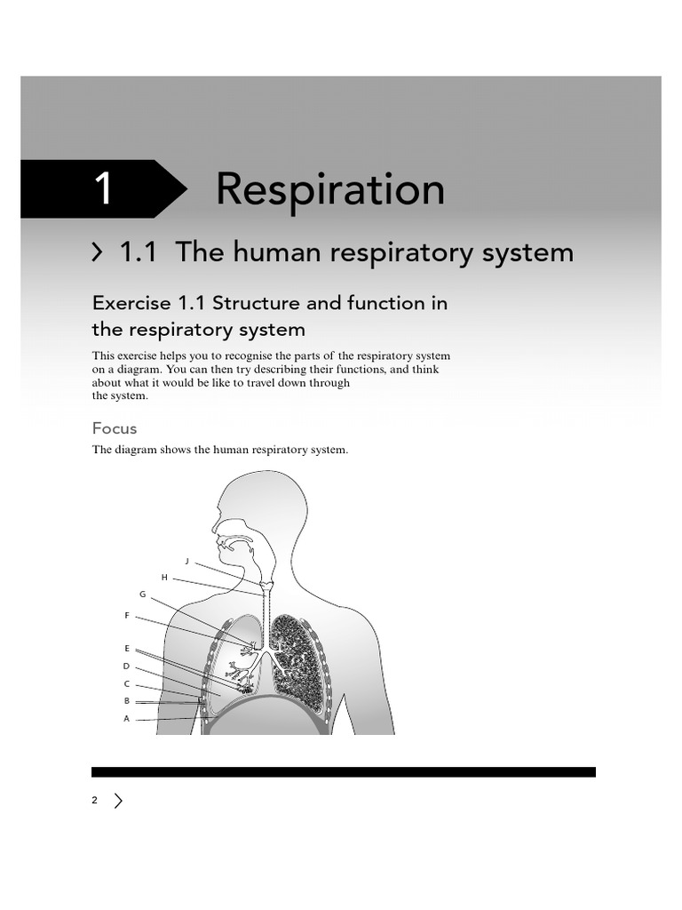 Respiration: 1.1 The Human Respiratory System | PDF