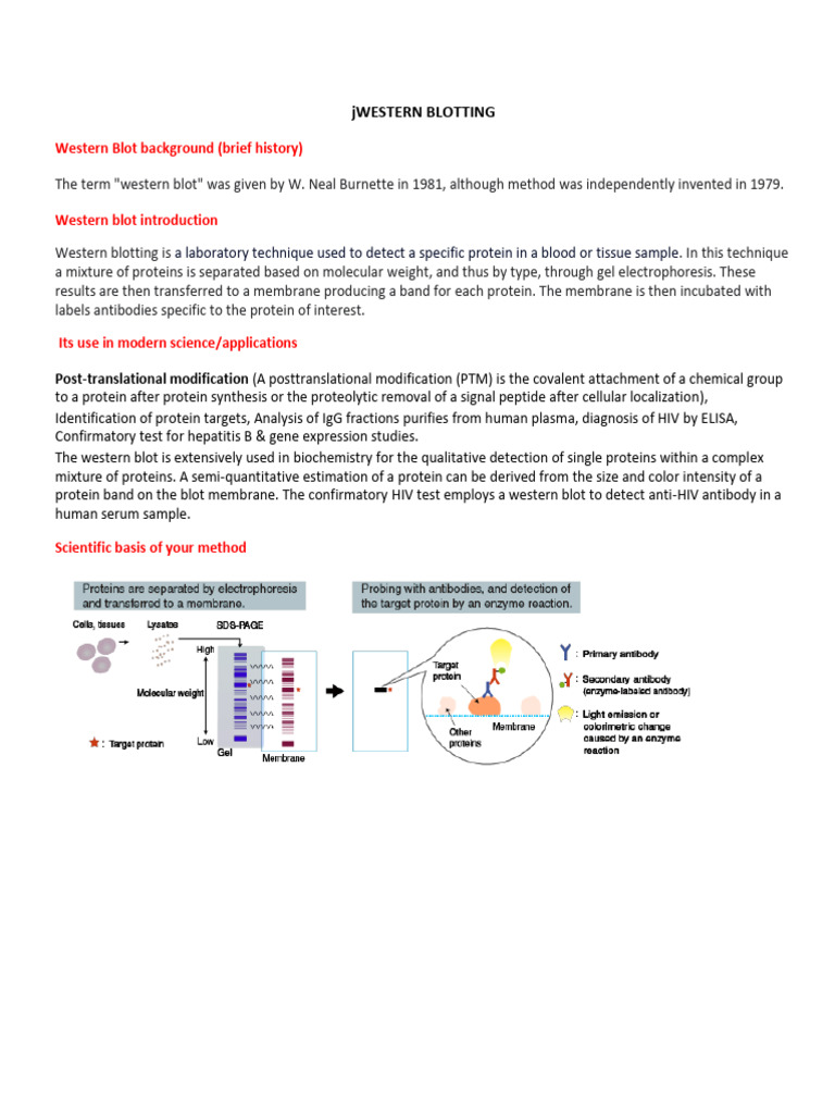 Western Blotting | PDF