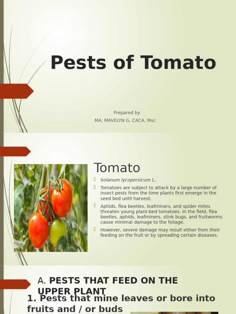Pests of Tomato | PDF