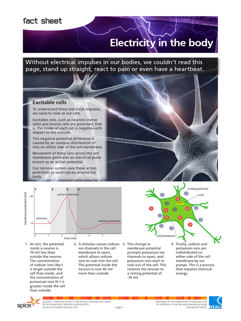Electricity-in-the-body | PDF