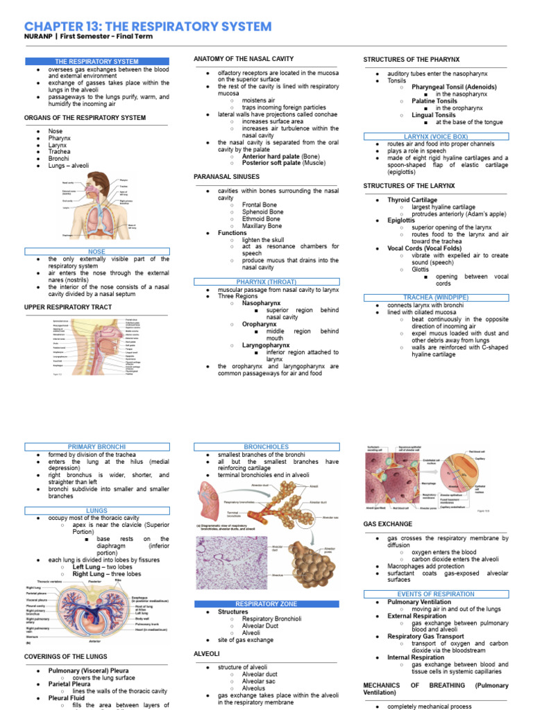 NURANP Chap 13 (RESPI) | PDF