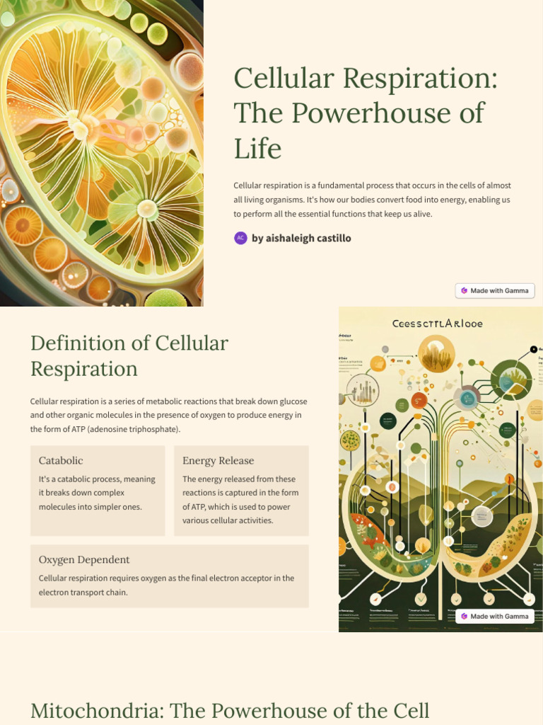Cellular Respiration The Powerhouse of Life | PDF