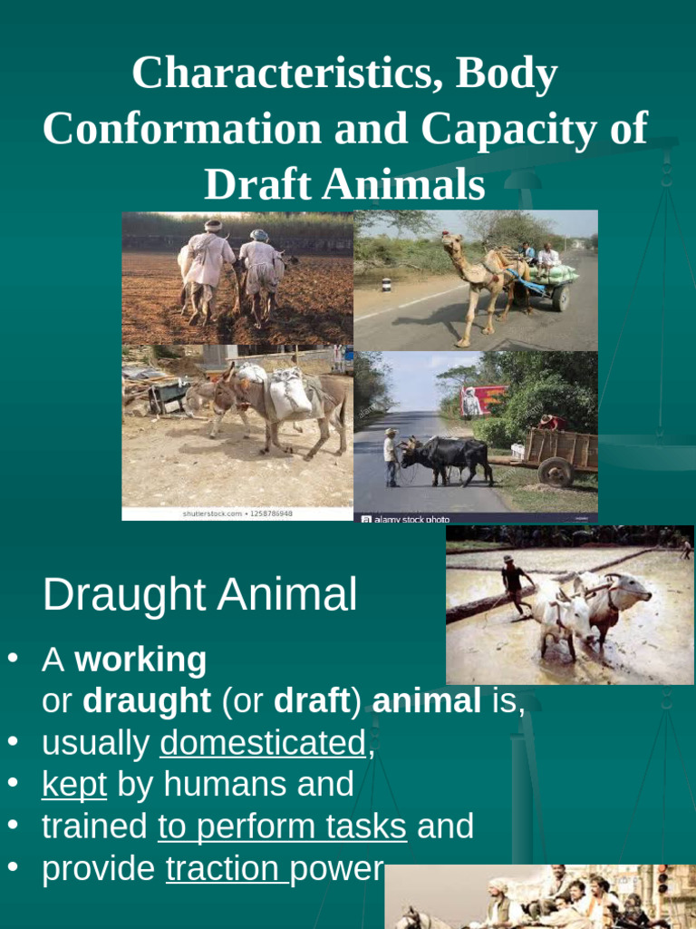 9 Draught Animals | PDF